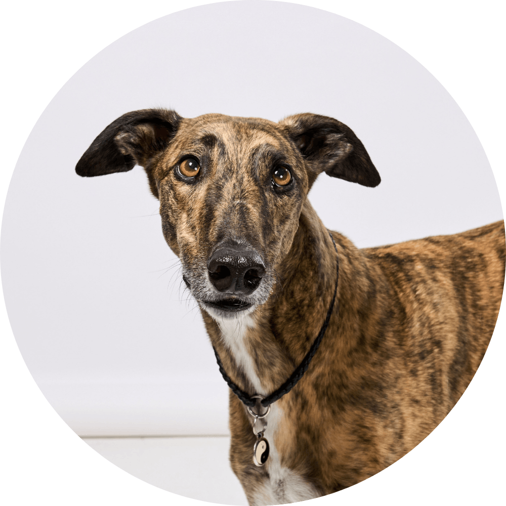 About Atticus - verification software you can trust